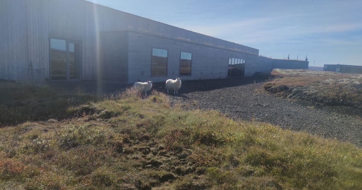 Herding Sheep - Thingvellir National Park